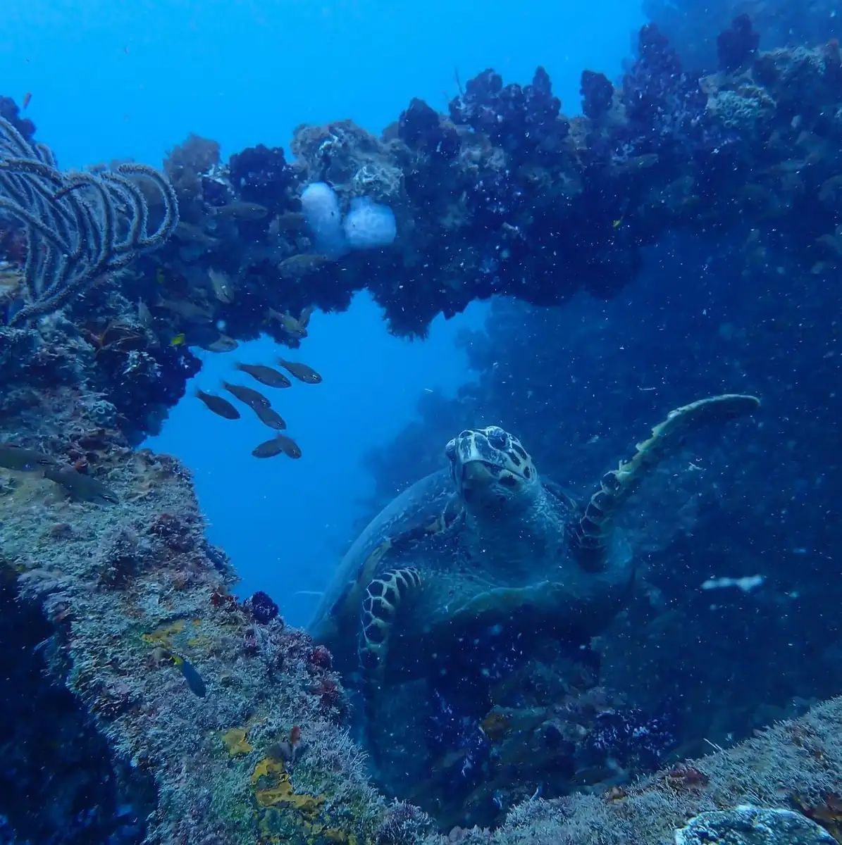 Be a Marine Biologist for a Day: Citizen Science Tours on the GBR