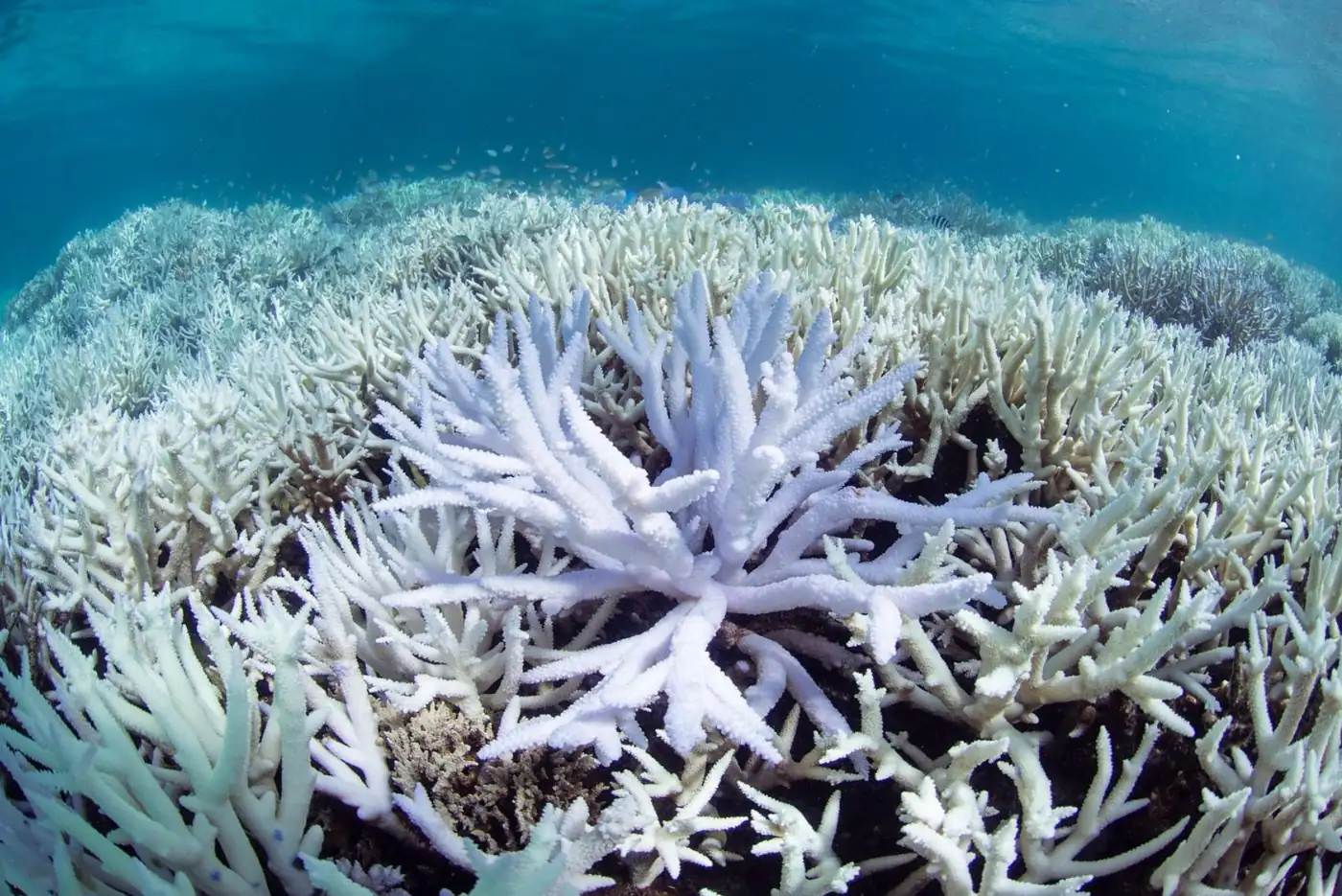 Be a Marine Biologist for a Day: Citizen Science Tours on the GBR